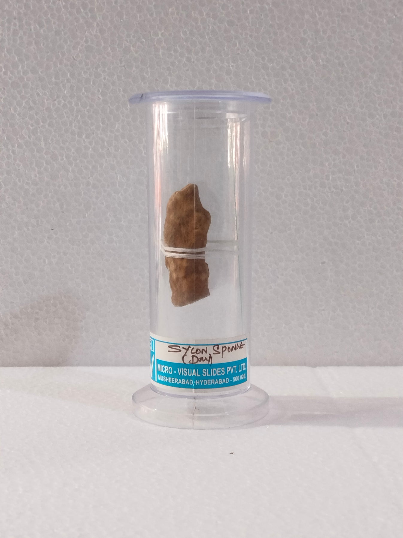 SYCON SPONGE DRY - PRESERVED SPECIMEN – M/S LAB TECH CORPORATION