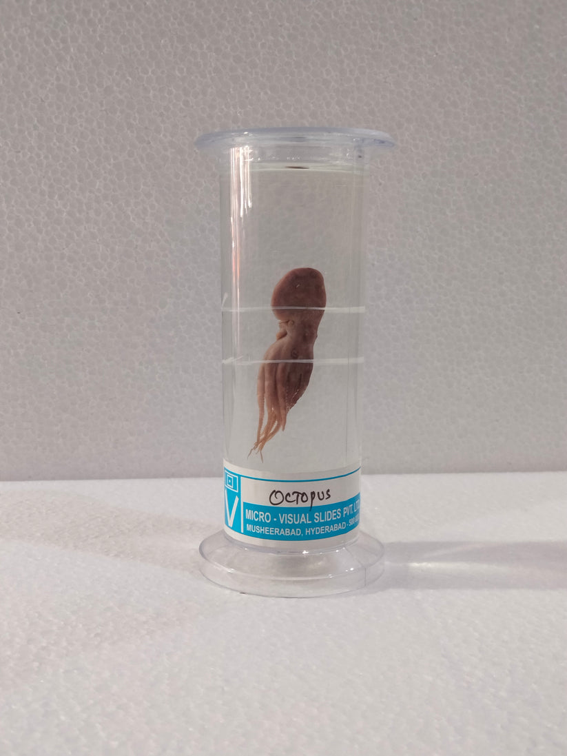 OCTOPUS PRESERVED SPECIMEN – M/S LAB TECH CORPORATION