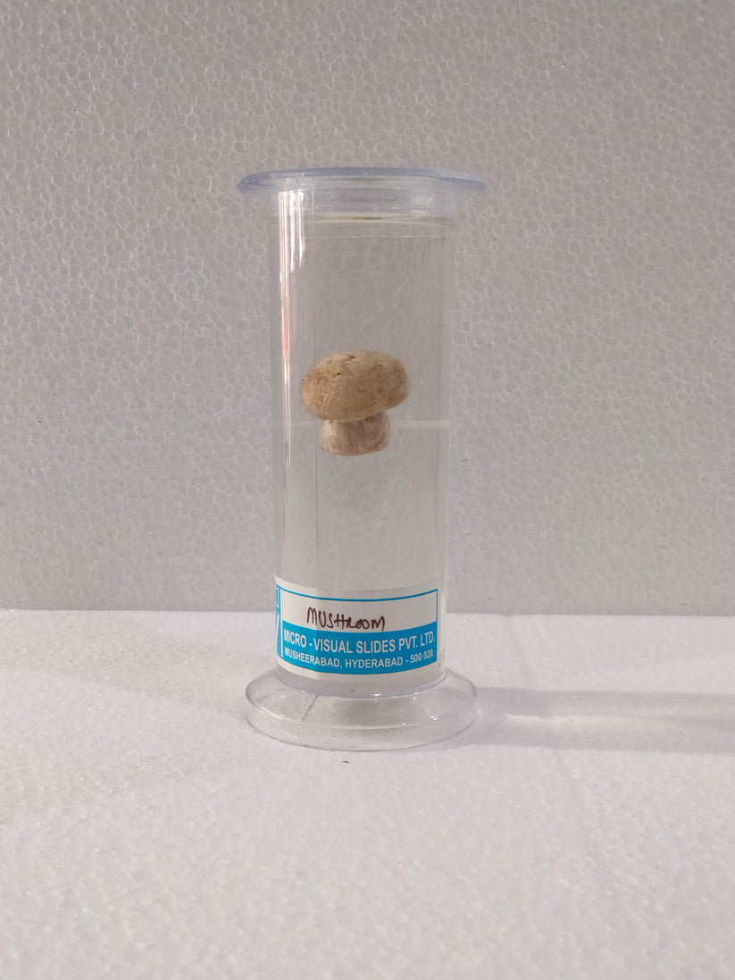 MUSHROOM PRESERVED SPECIMEN – M/S LAB TECH CORPORATION