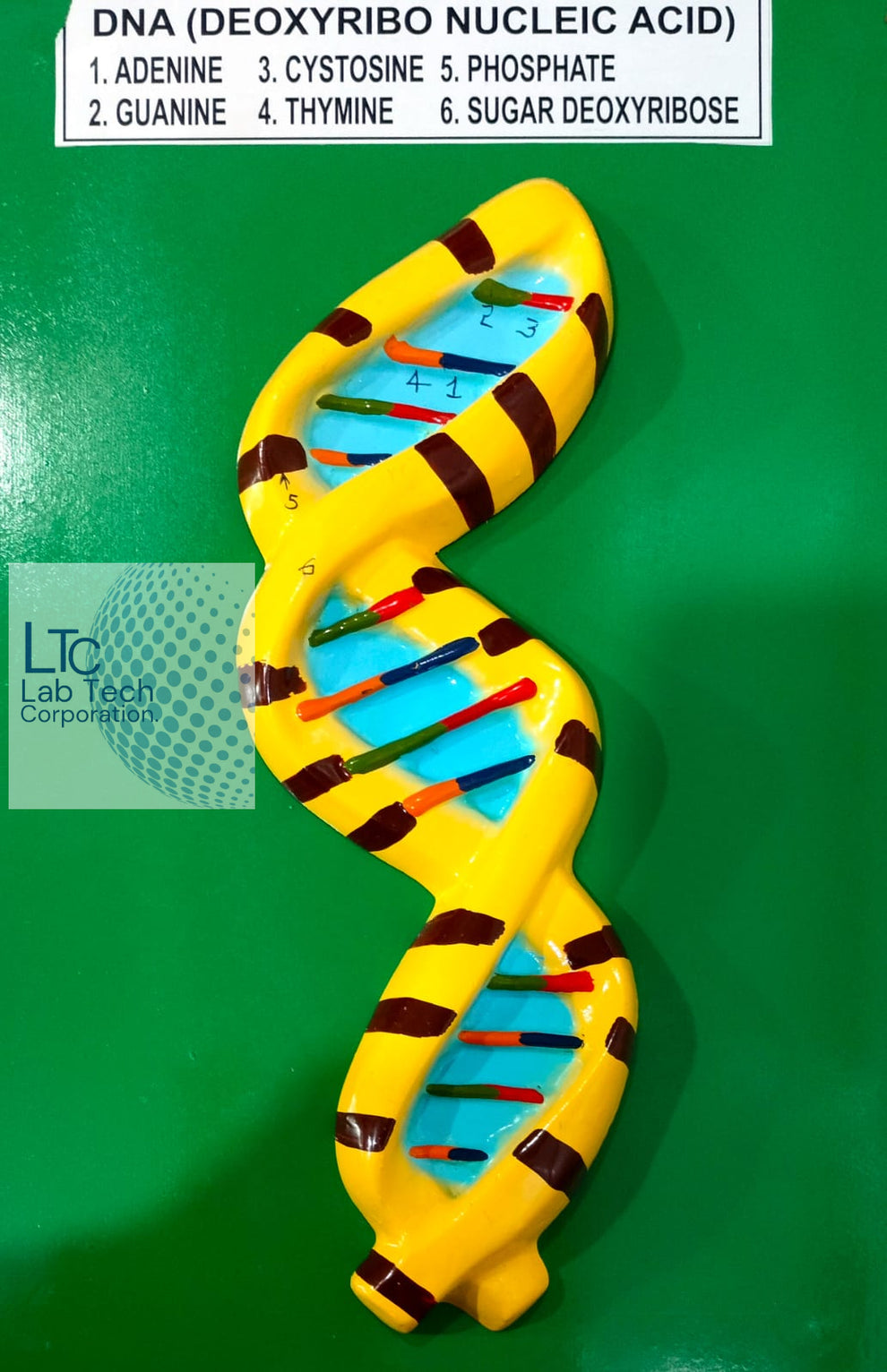 Human DNA Model – M/S LAB TECH CORPORATION