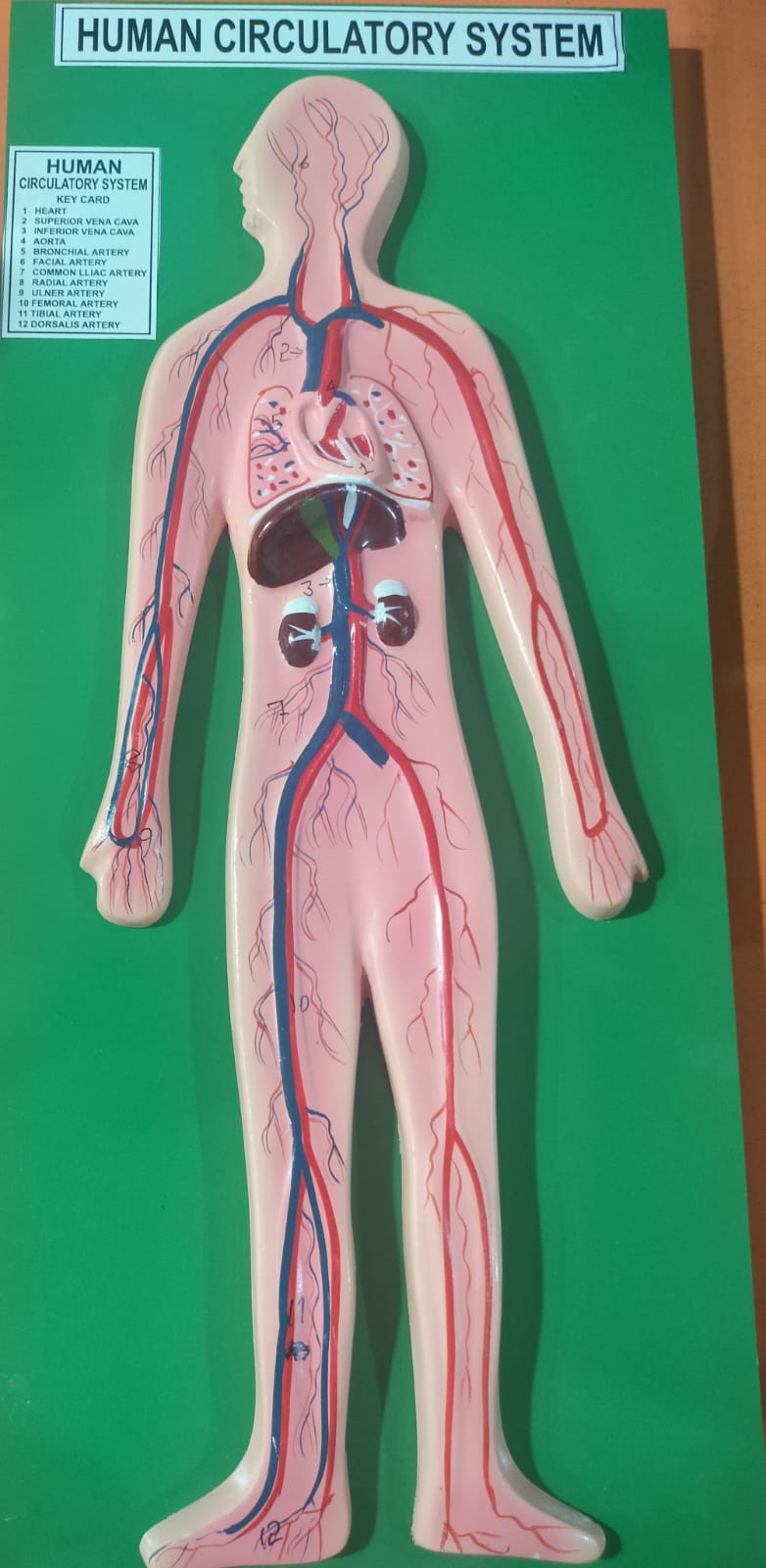 HUMAN CIRCULATORY SYSTEM MODEL – M/S LAB TECH CORPORATION