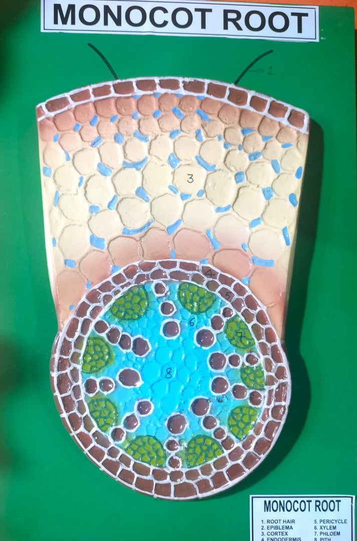 MONOCOT ROOT MODEL – M/S LAB TECH CORPORATION