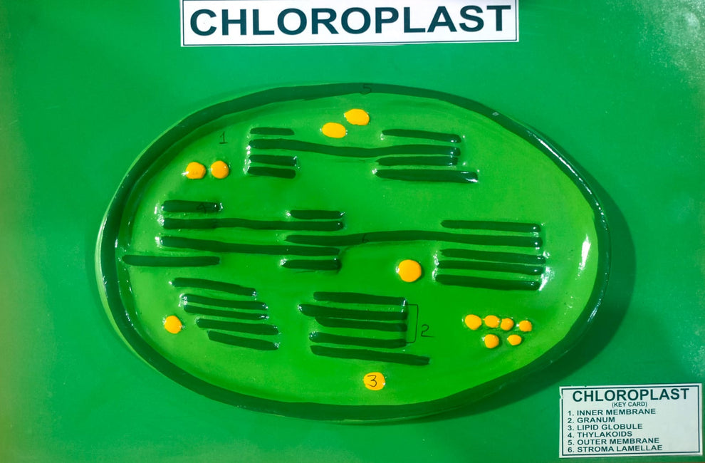 CHLOROPLAST MODLE – M/S LAB TECH CORPORATION